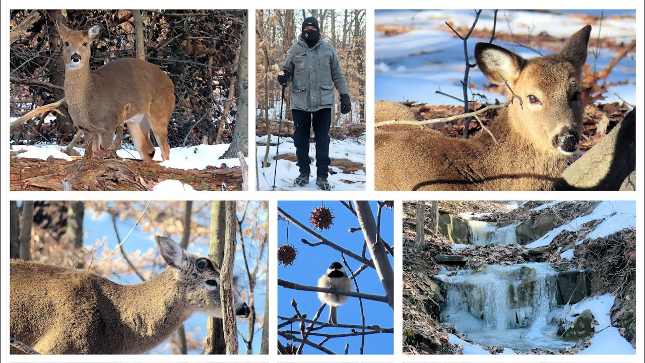 Hiking on another cold, icy morning at Iroquois Park, January 24, 2025 ...