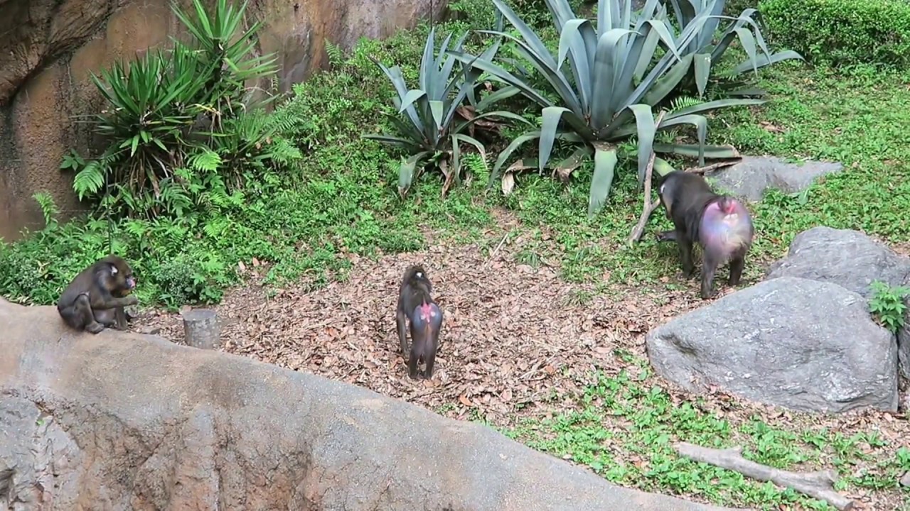 #10 May 2018 at Noichi zoo, Kochi, Japan - YouTube