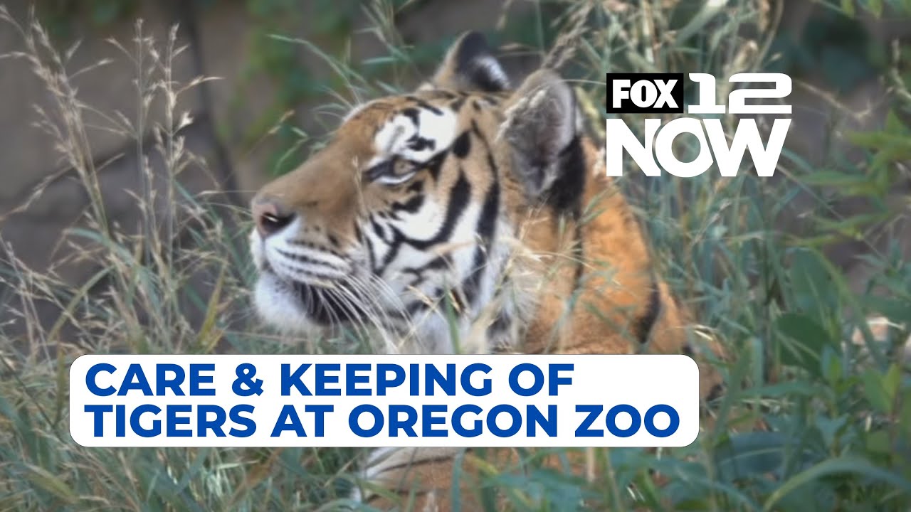 LIVE: World Tiger Day with Oregon Zoo's lead tiger keeper - YouTube