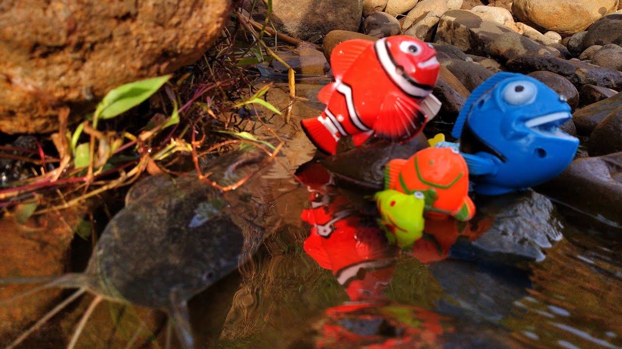 WOW🤩TEMAN TEMAN DI SUNGAI ADA IKAN LELE BESAR SEKALI,IKAN NEMO,IKAN ...