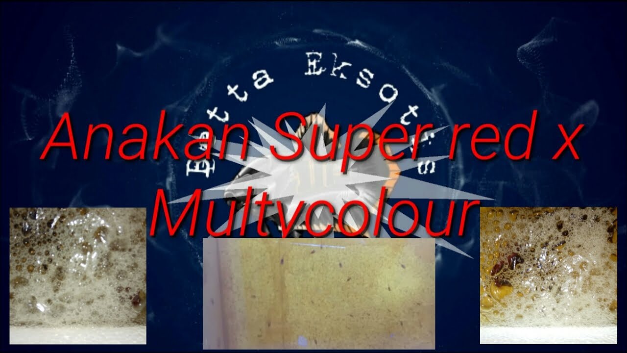 Anakan super red x multy colour!!! Burayak 2 minggu - YouTube