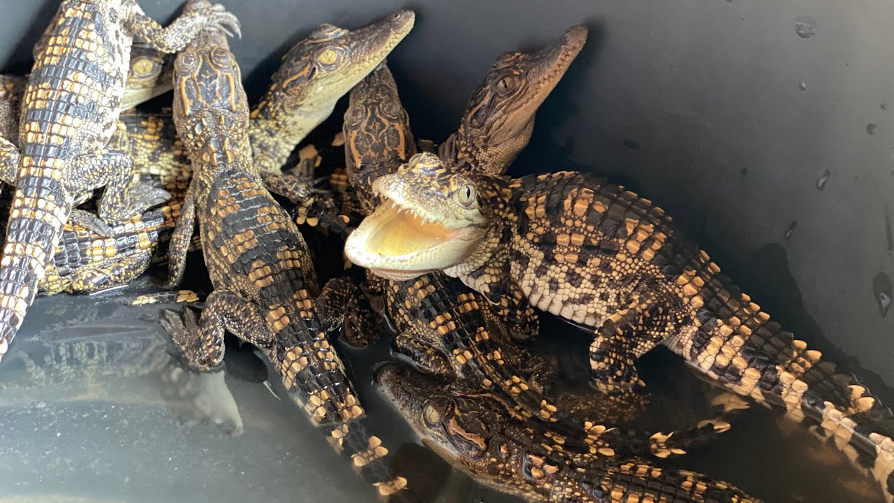 baby crocodile squeak - YouTube