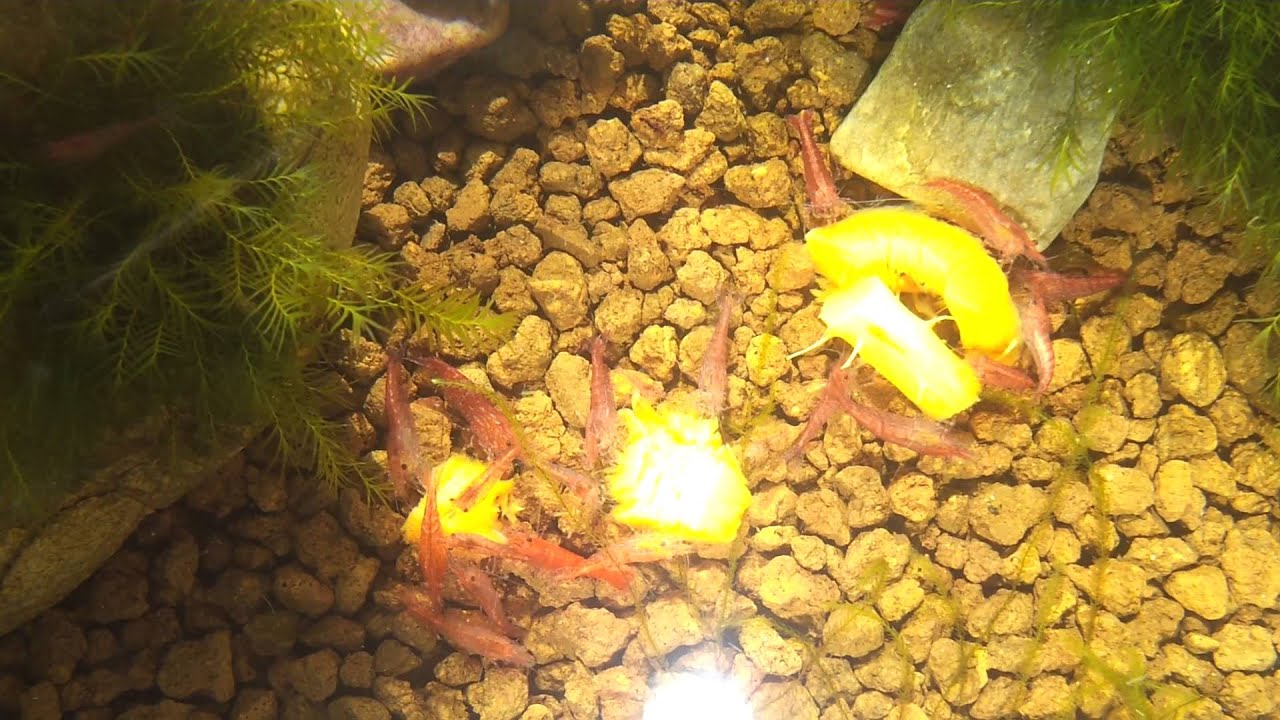 Gambas red cherry comiendo zanahoria - YouTube