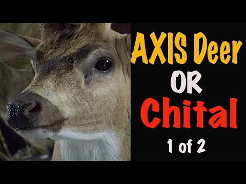 Axis deer Taxidermy. Part 1.  Chital Taxidermy. Art of Taxidermy.