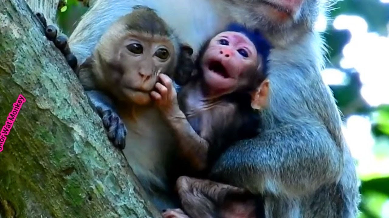 Cutest newborn baby monkey Jody trying to pushing sister out from mom ...