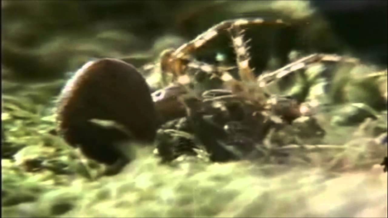 Spiders On Drugs - YouTube