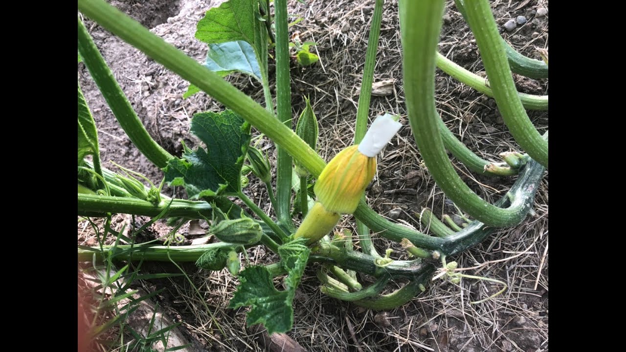 Vining Yellow Crookneck Squash Breeding Project: Update 1 - YouTube