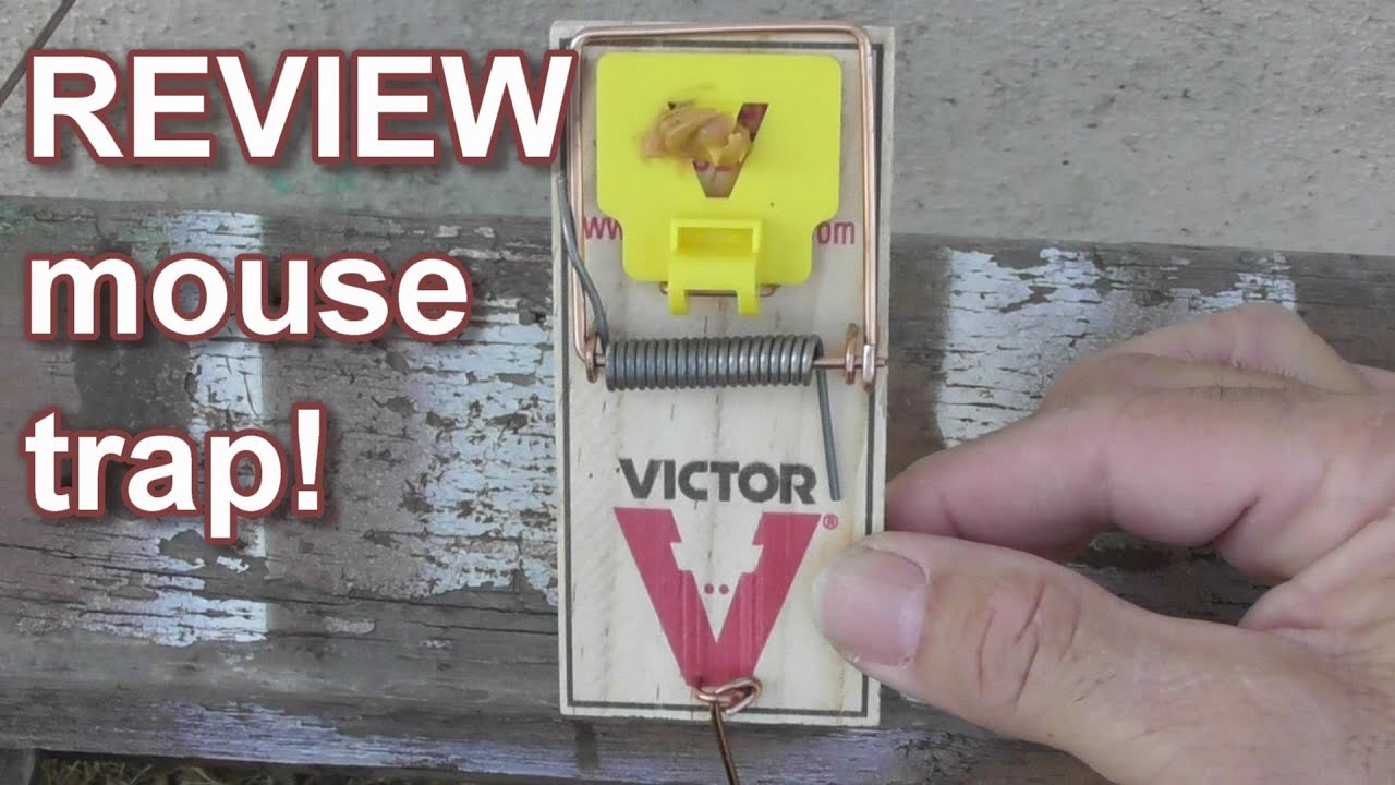 Victor Mouse Snap Traps M325 Pro Strong metal spring Wide plastic ...