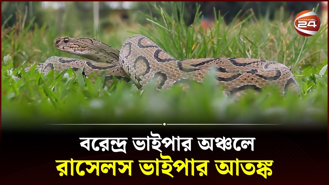 বরেন্দ্র ভাইপার অঞ্চলে রাসেলস ভাইপার আতঙ্ক | Rasel Viper | Krishi ...