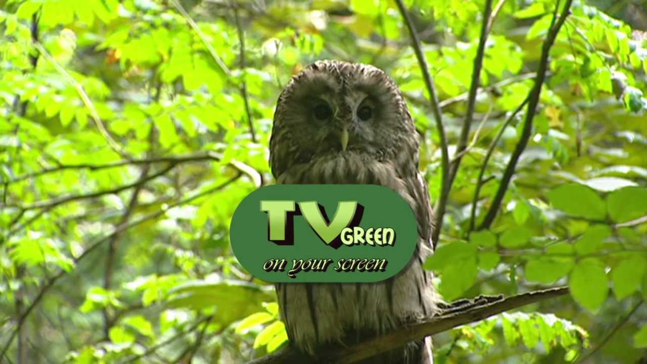 Fauna View - oeraluil - ural owl - strix uralensis - YouTube