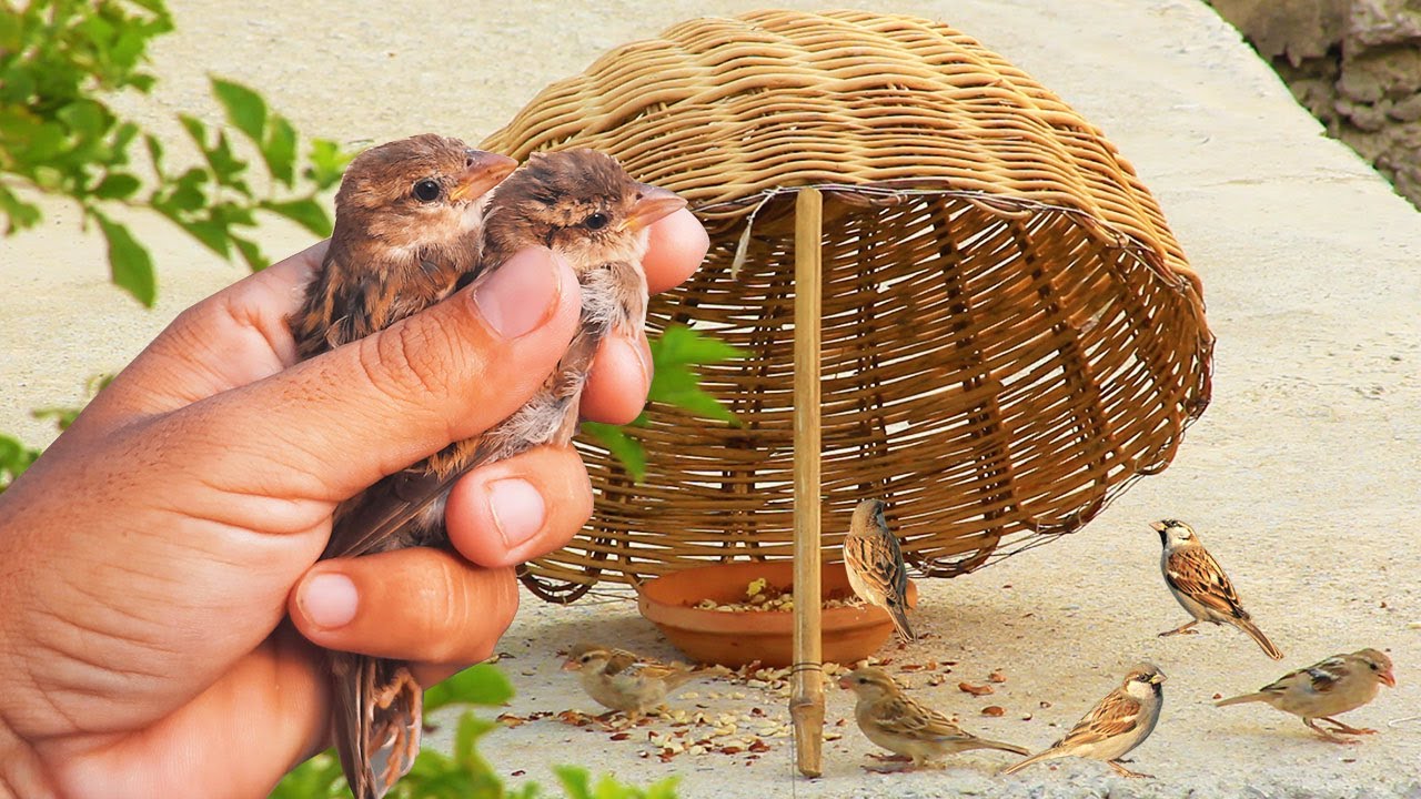 Bird Trap Easy Sparrow Trap Homemade Easy Best Bird Trap At Home With Bird Trap Box YouTube Bird Trap Easy Sparrow Trap Homemade Easy Best Bird Trap At Home With Bird Trap Box YouTube