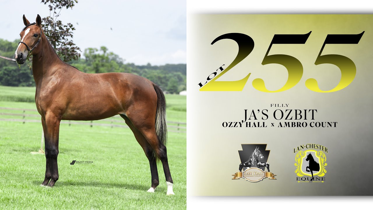 Lot# 255 @ECSYS ** JA's Ozbit ** filly ( Ozzy Hall- Armbro Count ...