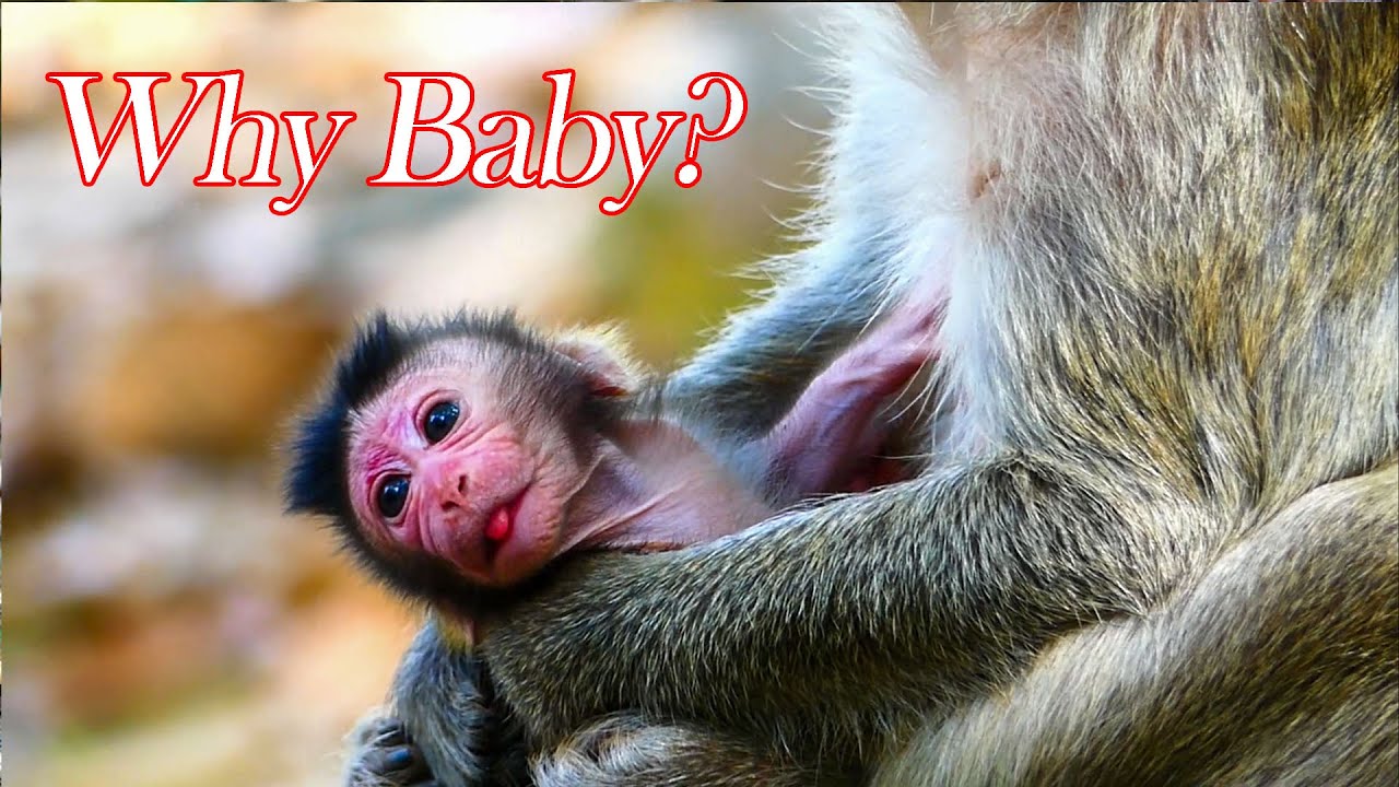 Scarlet 's Baby So cute Baby, But Baby Very Weak Look her Face | Baby ...