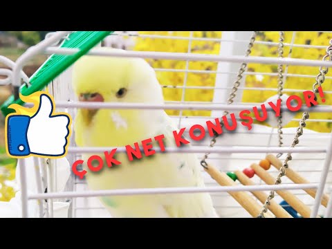Çok Net Konuşan muhabbet kuşu Abidin