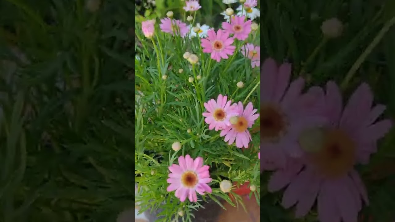 margarita color rosa - YouTube