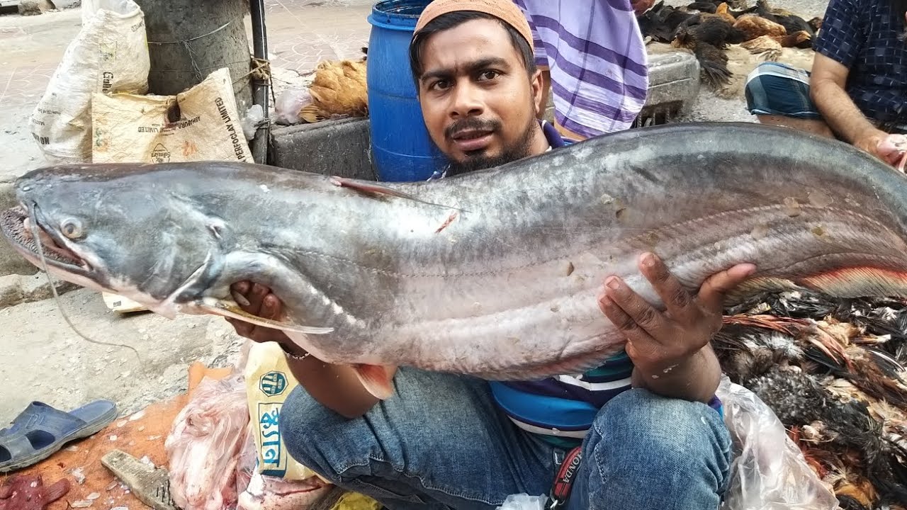 Amazing Fish Cutting Skills. Twing Big Boal Fiah Cutting Skills In ...