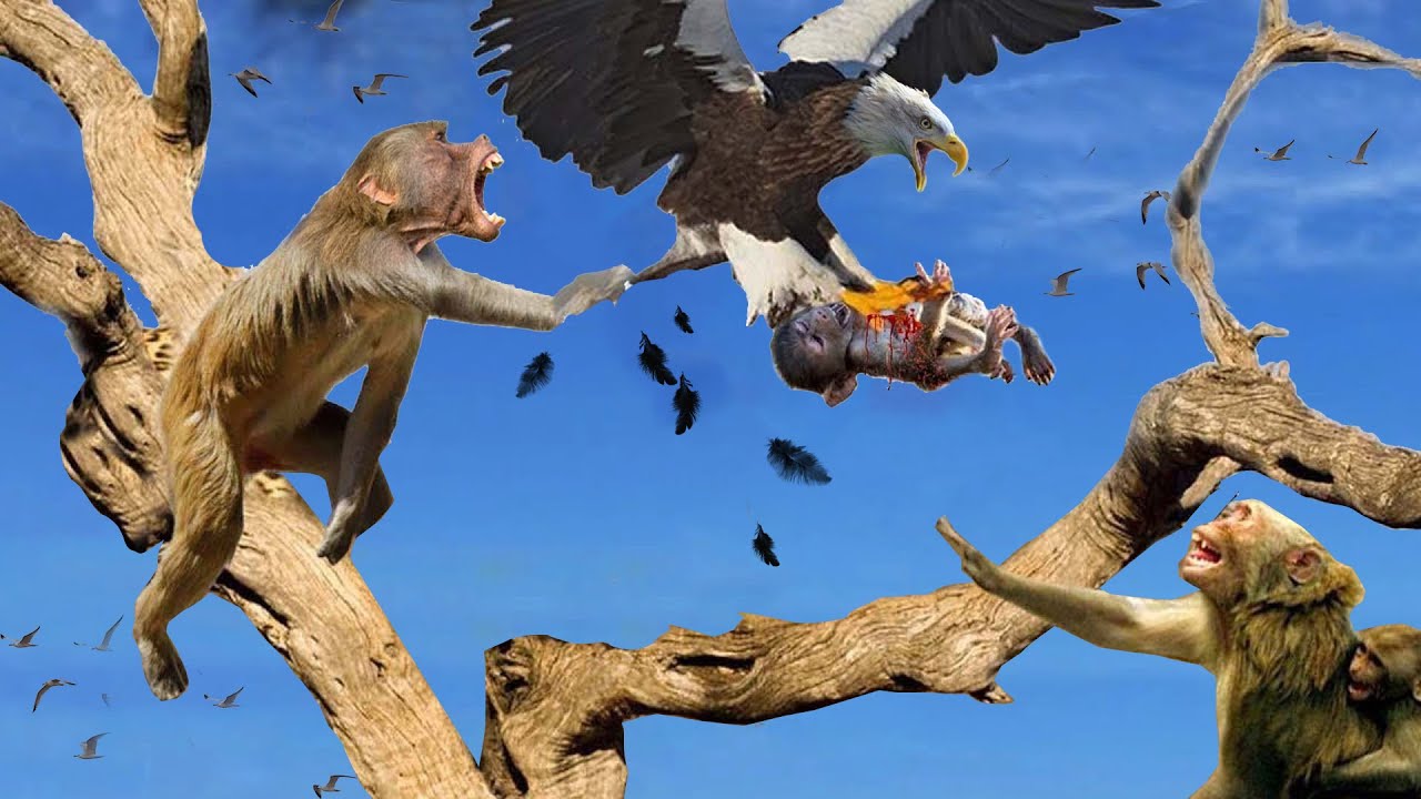 Mother's Power !! Mother Monkey Risked Her Life Attacked Eagle To ...