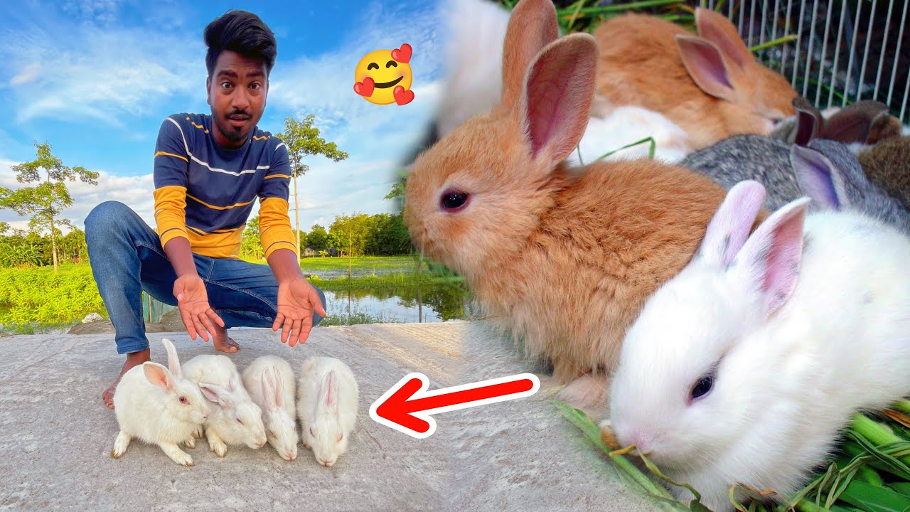 Mini Zoo Me New Rabbits Agaya🥰 - YouTube