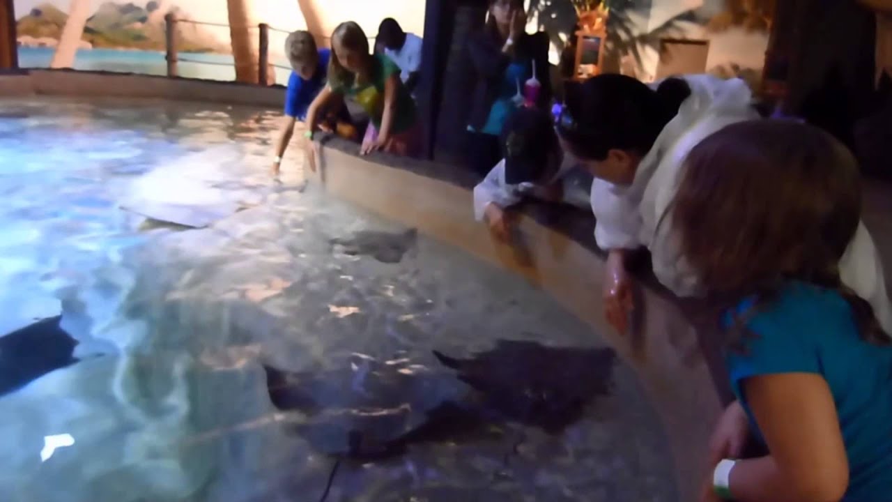 Girl Falls In Stingray Pool - YouTube