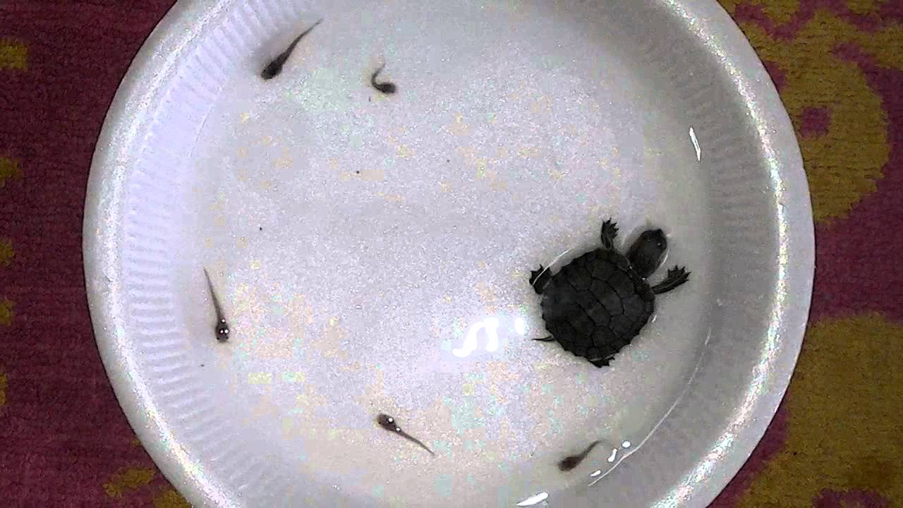 Baby turtle is catching eel - YouTube