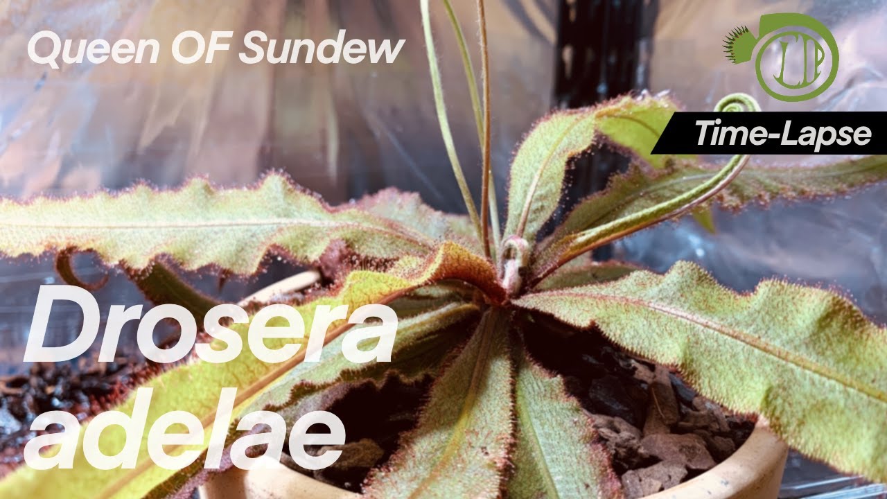 QUEEN of Sundew growing WELL || Drosera adelae || time lapse ...