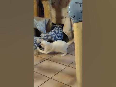 Catnip or crazy? #cat #catlover #catvideos #kitty #kittycat #kitten #catnip #crazy #crazycat ...