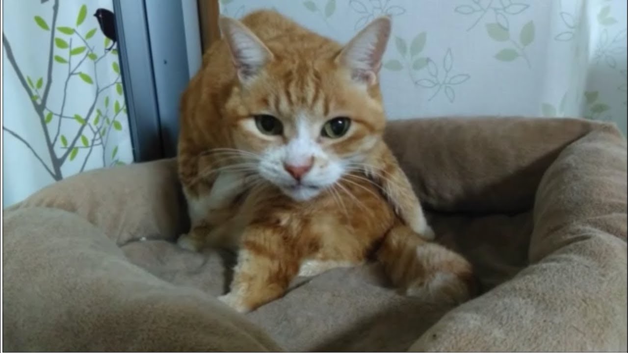 ゴンちゃん元気に4年目に突入 How Cat Gon's doing - YouTube