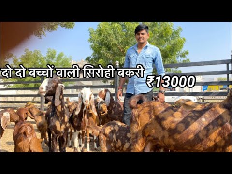 @Rajasthan's largest goat farming sirohi goat with to children '(@shree ...