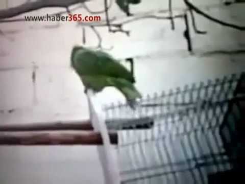 Dua oxuyan tutuquşu | www.Joy.az