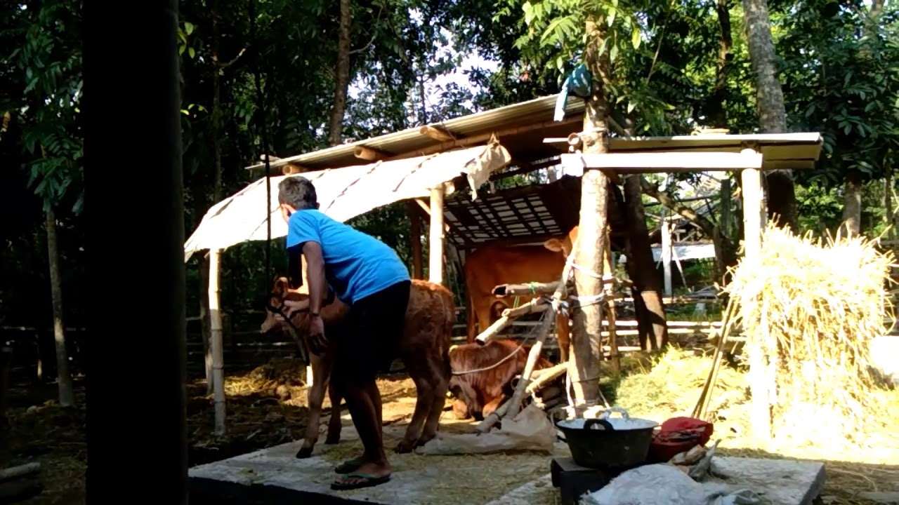Pelihara Sapi Betina Hasil Menjanjikan - YouTube