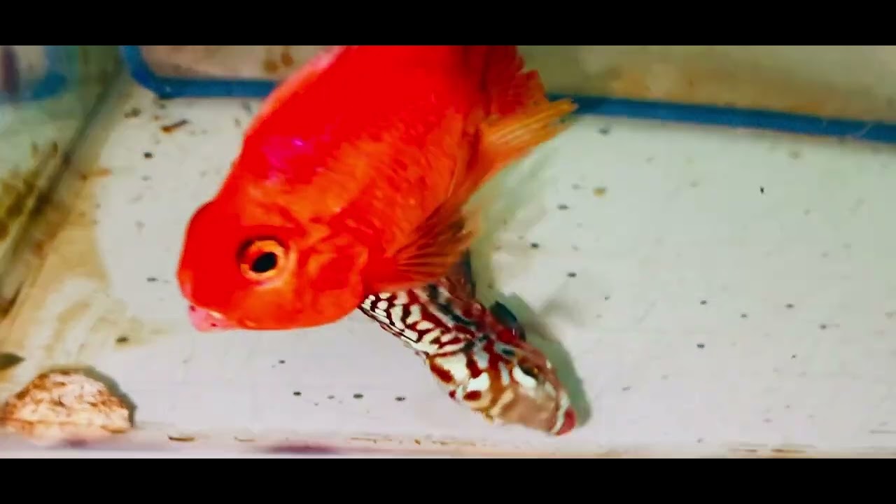 super red kamfa f2 - YouTube