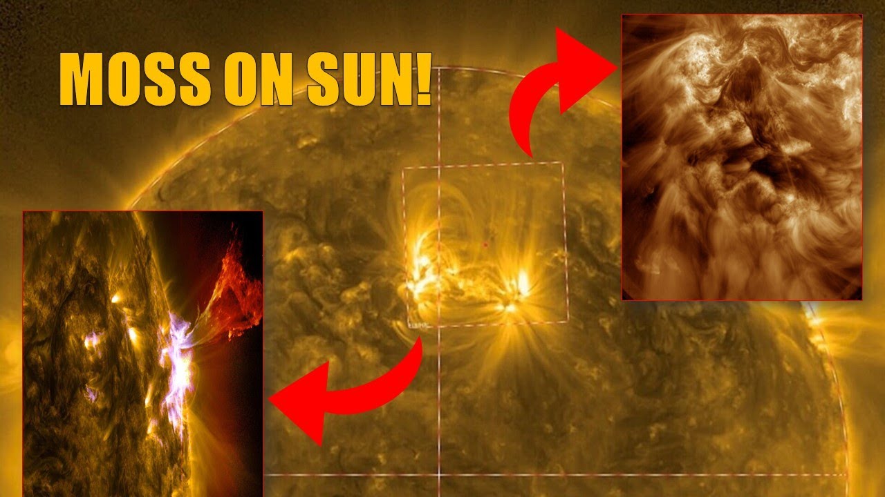 Discover The Unexpected Phenomenon Of Solar Moss | Moss On Sun ...