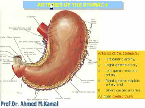 24 arteries of the stomach | abdomen | anatomy by dr ahmed kamal - YouTube