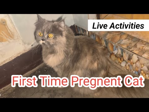 Cats_Zone_family is live - YouTube