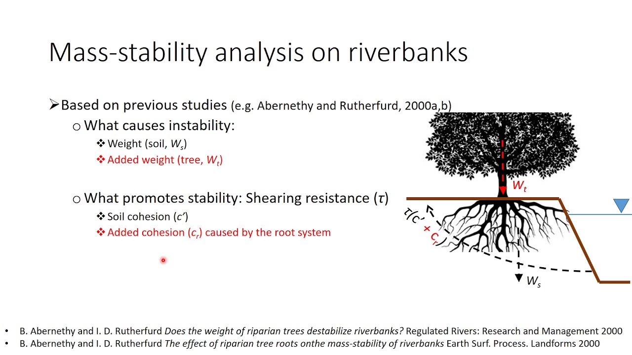 The role of vegetation on bankfull river morphodynamics - YouTube
