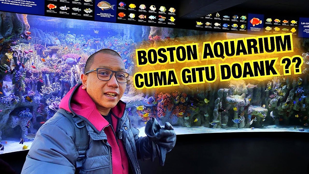 SEPERTI APA SEAWORLD DI AMERIKA?- BOSTON AQUARIUM - YouTube