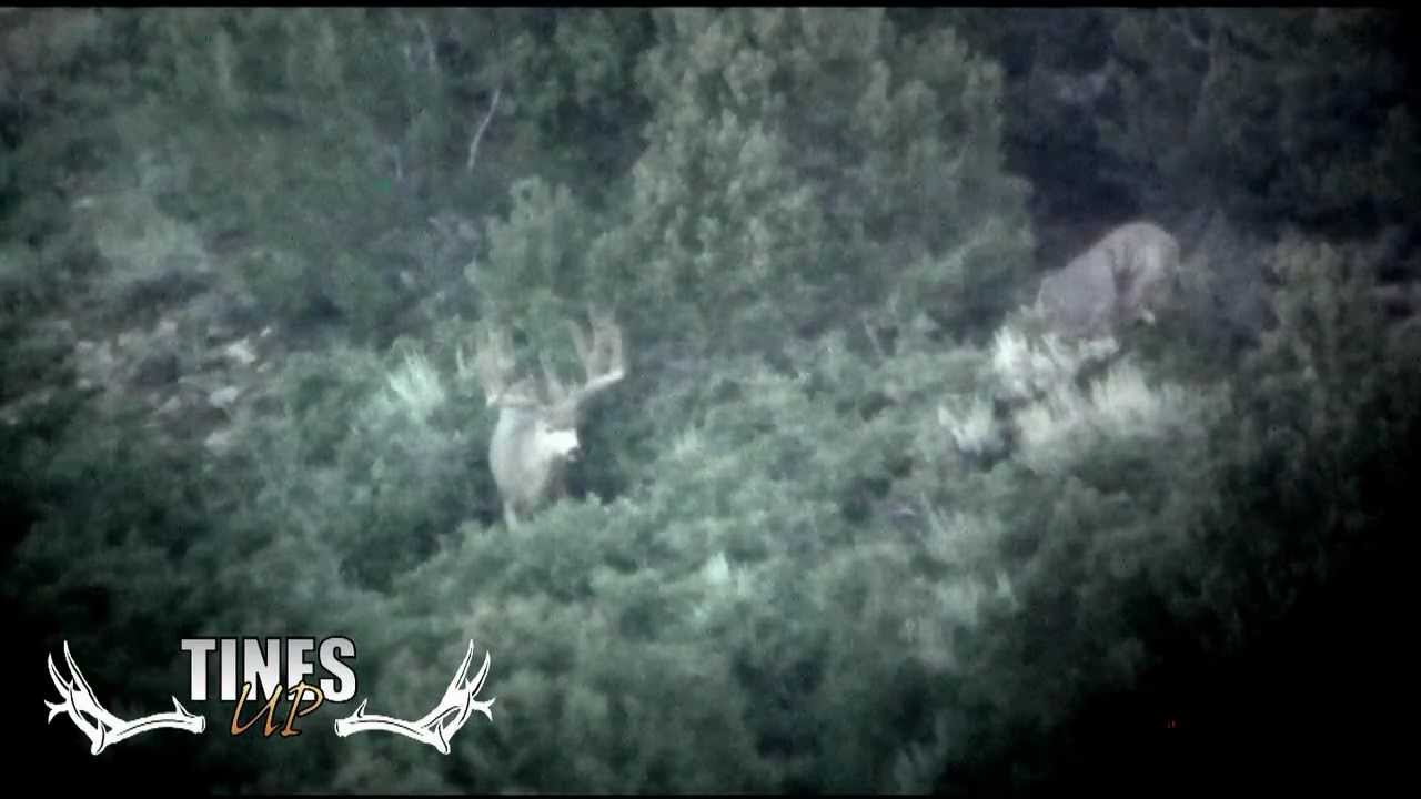 Two Big Utah Velvet Muleys Averaging 215 inches By Tines Up - YouTube