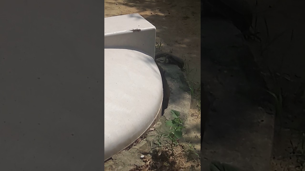 Guhera animal in my Garden - YouTube