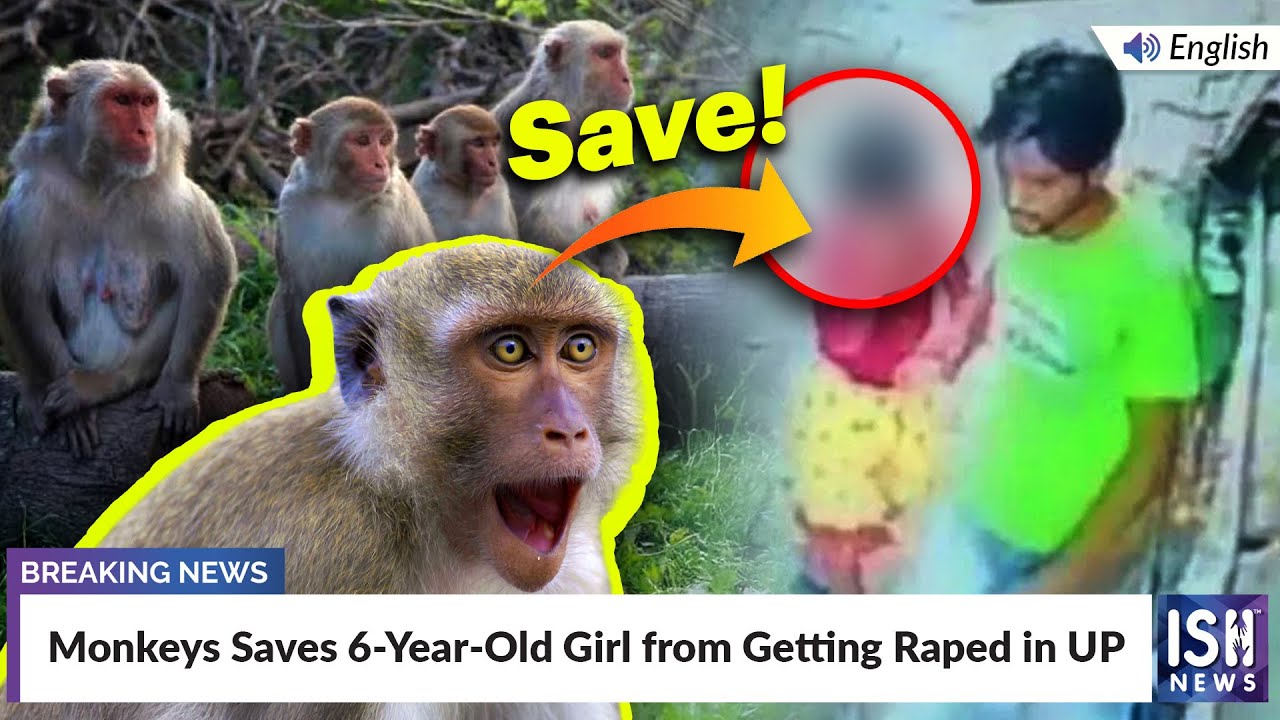 Monkeys Save 6-Year-Old Girl from Getting Raped in UP | ISH News - YouTube