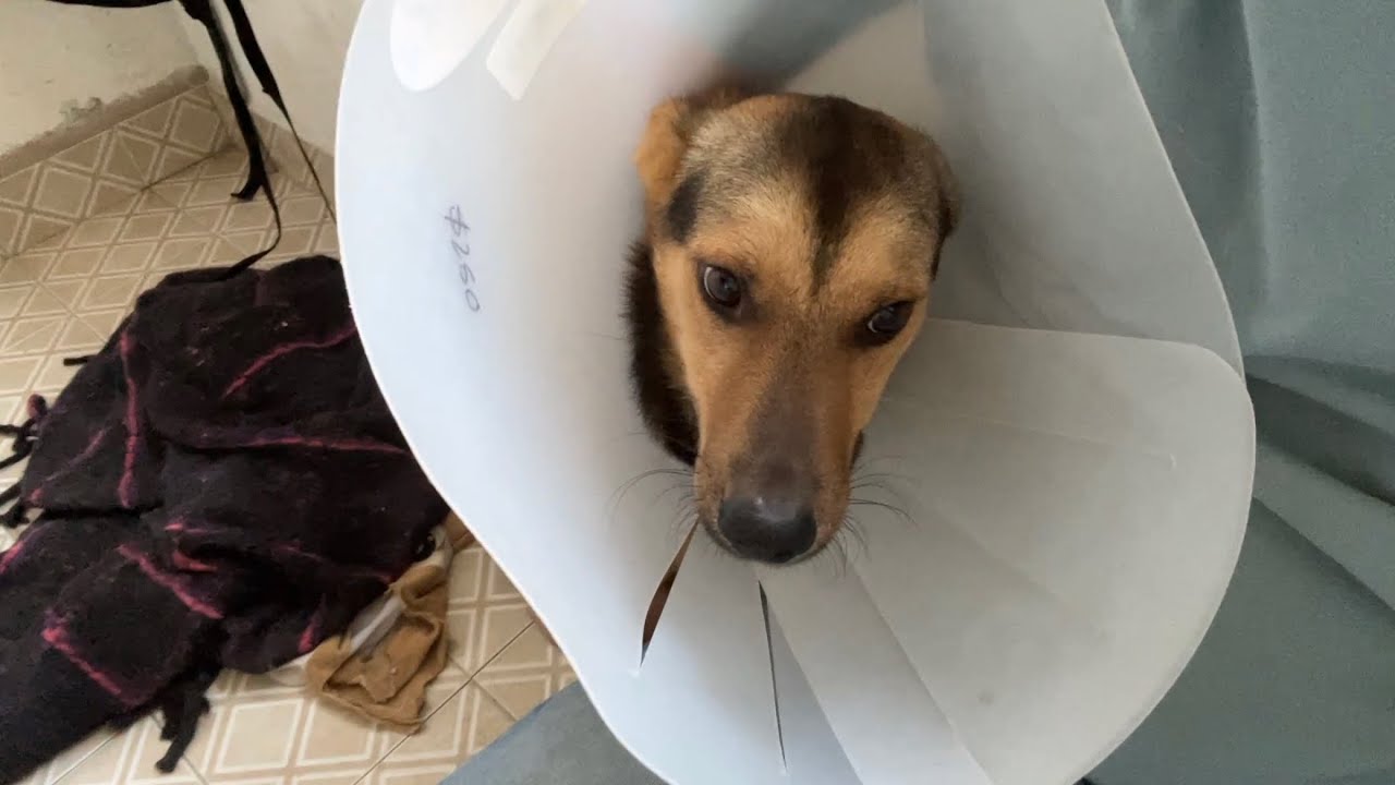 Súper Wolfy ! Lamparita feliz 😍😍 - YouTube