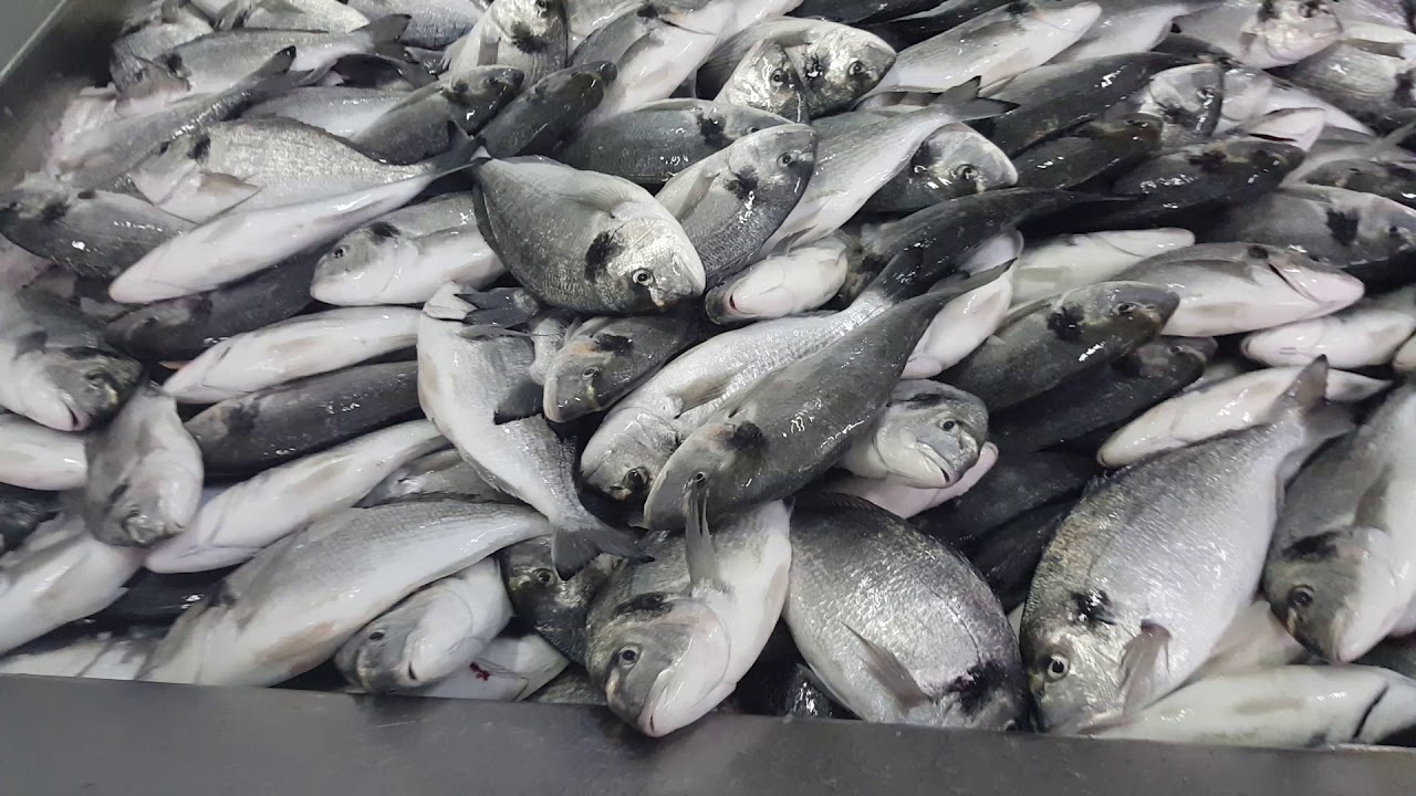 Fish Exporters 2018 - How It's Made - Processing fish - شاهد صناعة ...