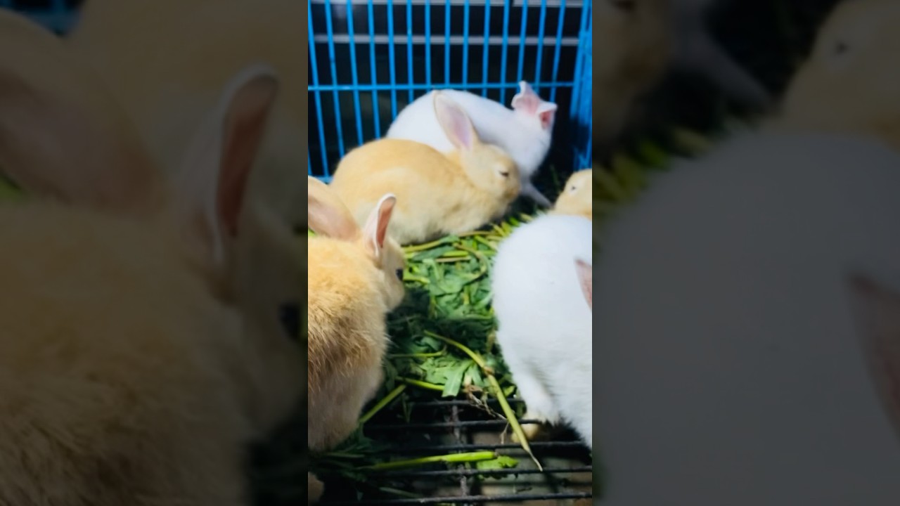 Cute rabbit 🐰 #reels #rabbit - YouTube