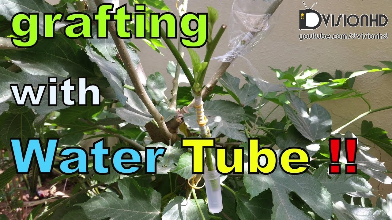 Grafting-Approach grafting with water tube - YouTube