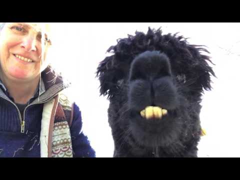 Alpaca Oreobloom Sings Her Song - YouTube