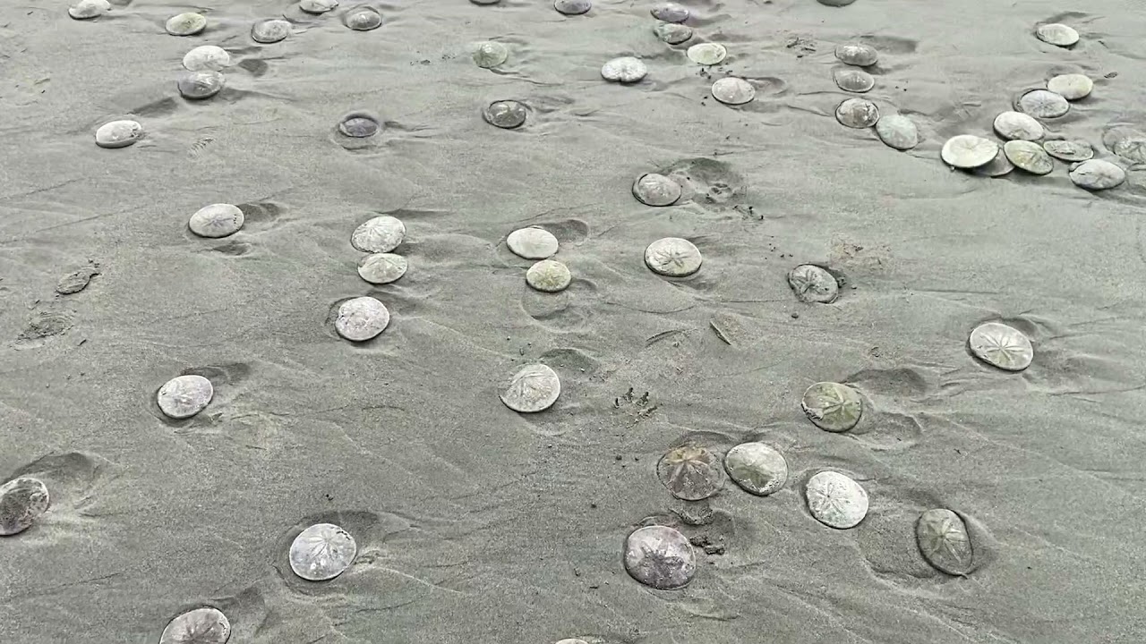 Sand Dollars On Beach