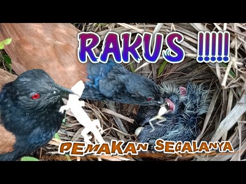 HEWAN YANG SANGAT RAKUS UNTUK URUSAN PERUT - YouTube