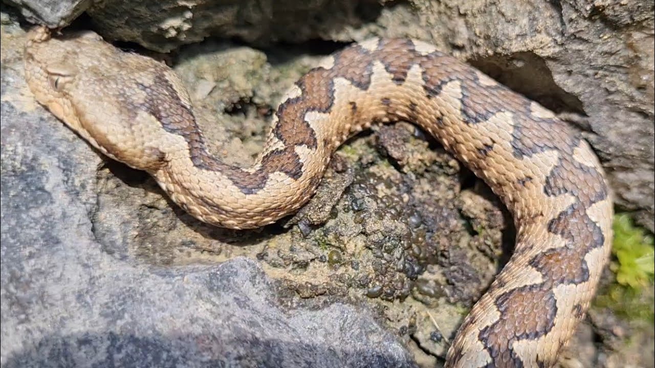 Posle duzeg vremena POSKOK ponovo na sunčanju - YouTube