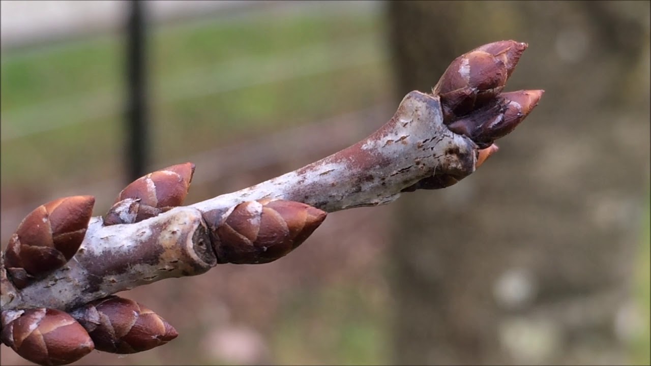Wild cherry (Prunus avium) - buds close up - January 2018 - YouTube