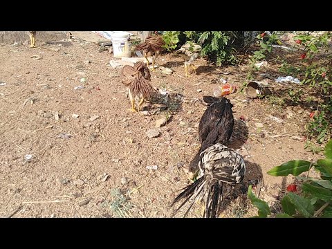 Aseel Parrot beat long tail Tamil nadu breed - YouTube