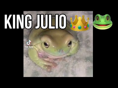 Es Julio bathing time tiktok compilation (king Julio frog compilation ...